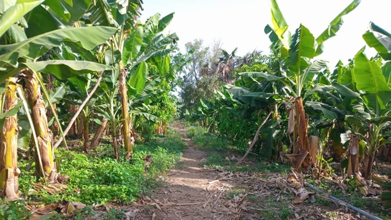 Koundara-Agriculture: La culture de la banane en plein essor dans le ...