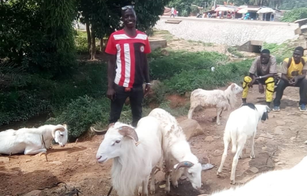 Macenta : Flambée des prix du bétail à l’approche de la fête de Tabaski ...